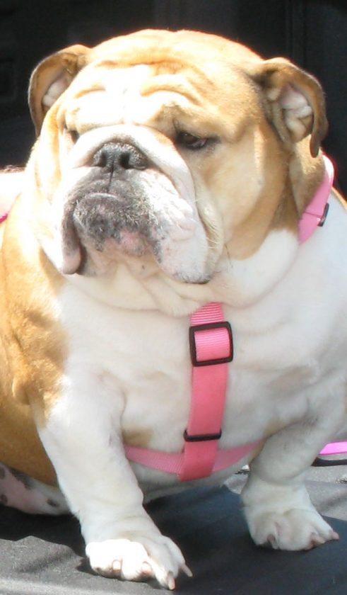 Babydog returns, Justice announces new vaccination sweepstakes | News ...